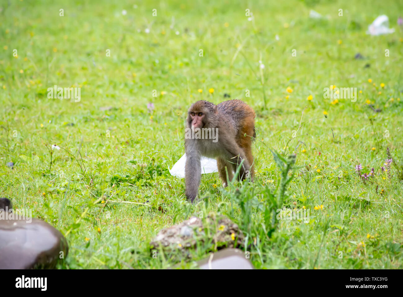 Tibetan macaque monkeys hi-res stock photography and images - Alamy