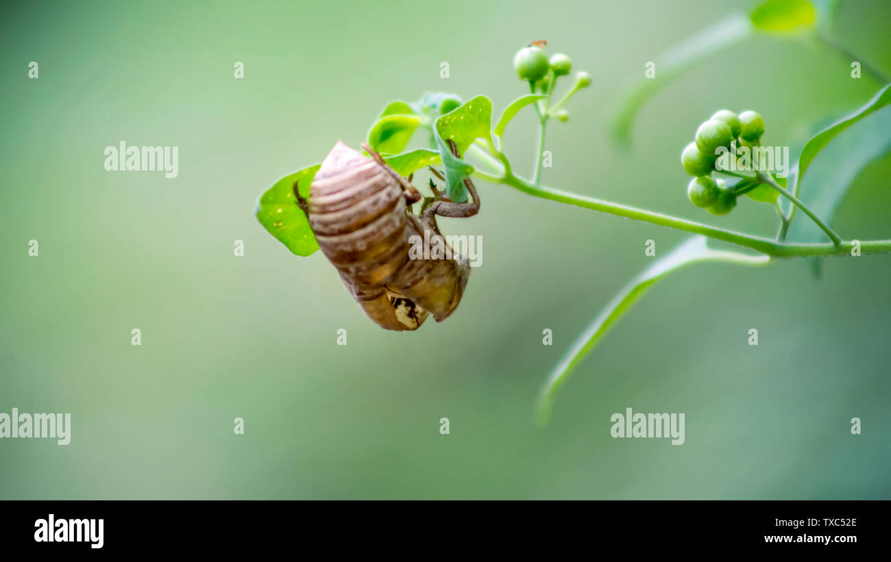 Cicada pupa hanging from a tree Stock Photo - Alamy