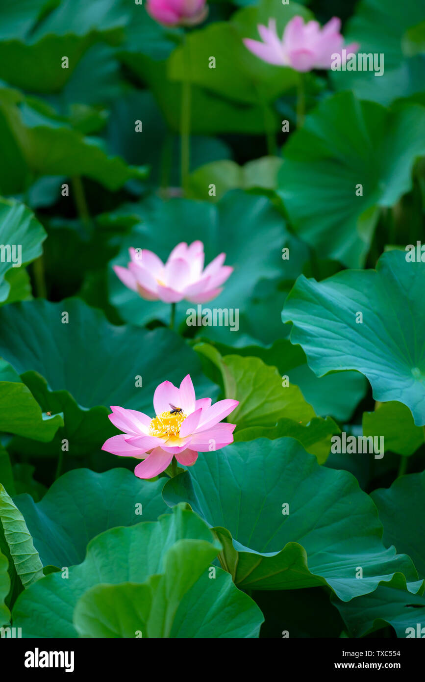 Three lotus flowers reflected in the lotus leaves in the pond Stock ...