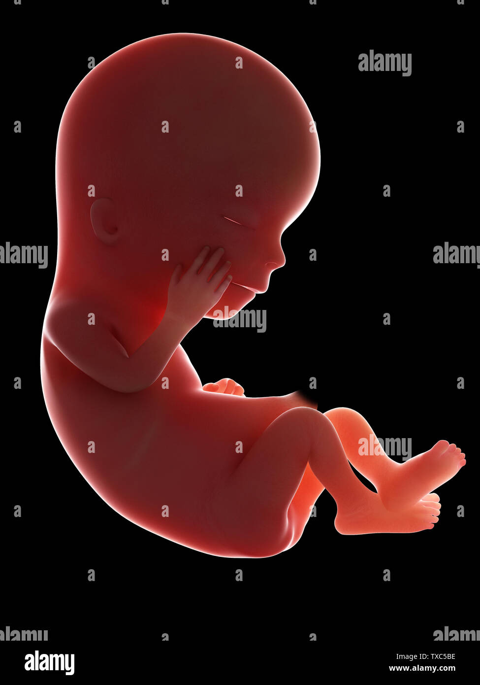 3d rendered medically accurate illustration of a fetus - week 12 Stock ...