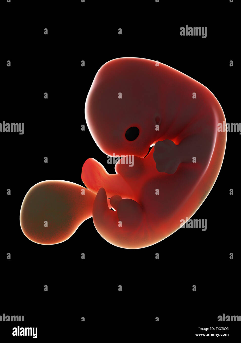 3d rendered medically accurate illustration of a fetus - week 7 Stock ...