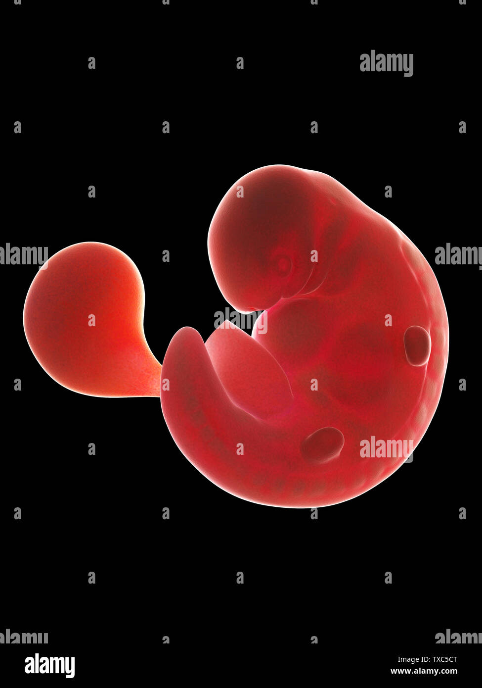 6 week fetus hi-res stock photography and images - Alamy