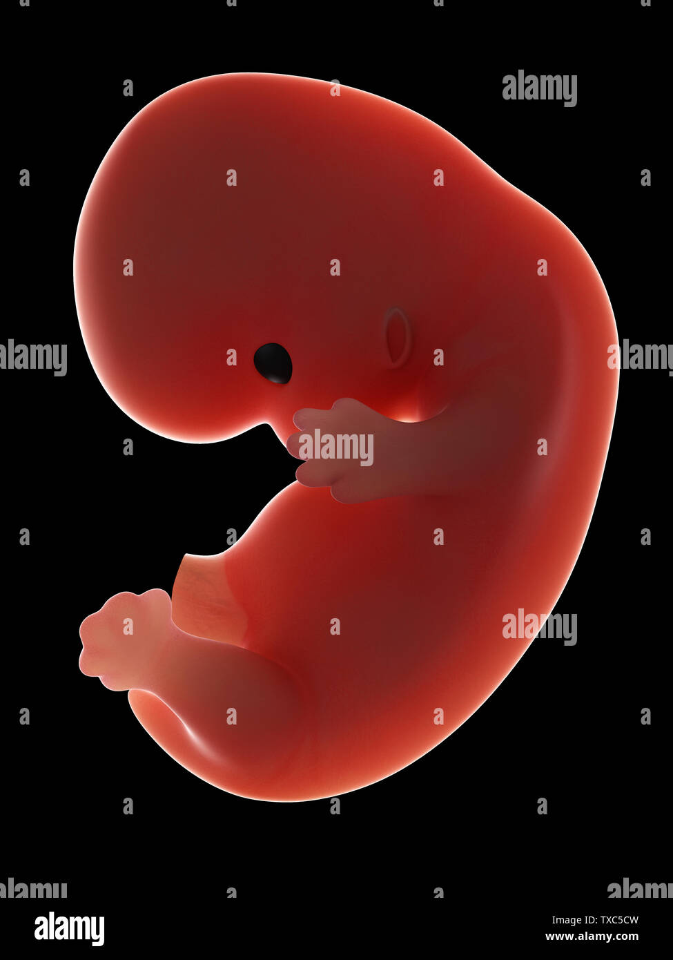 8 week prenatal hi-res stock photography and images - Alamy