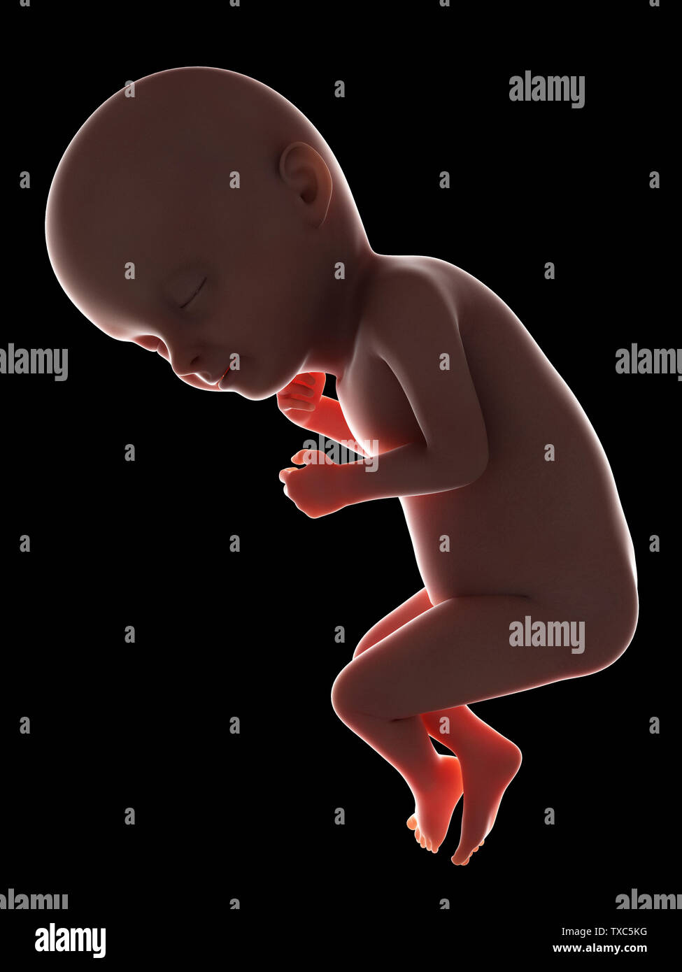 Week 33 fetal development hi-res stock photography and images - Alamy
