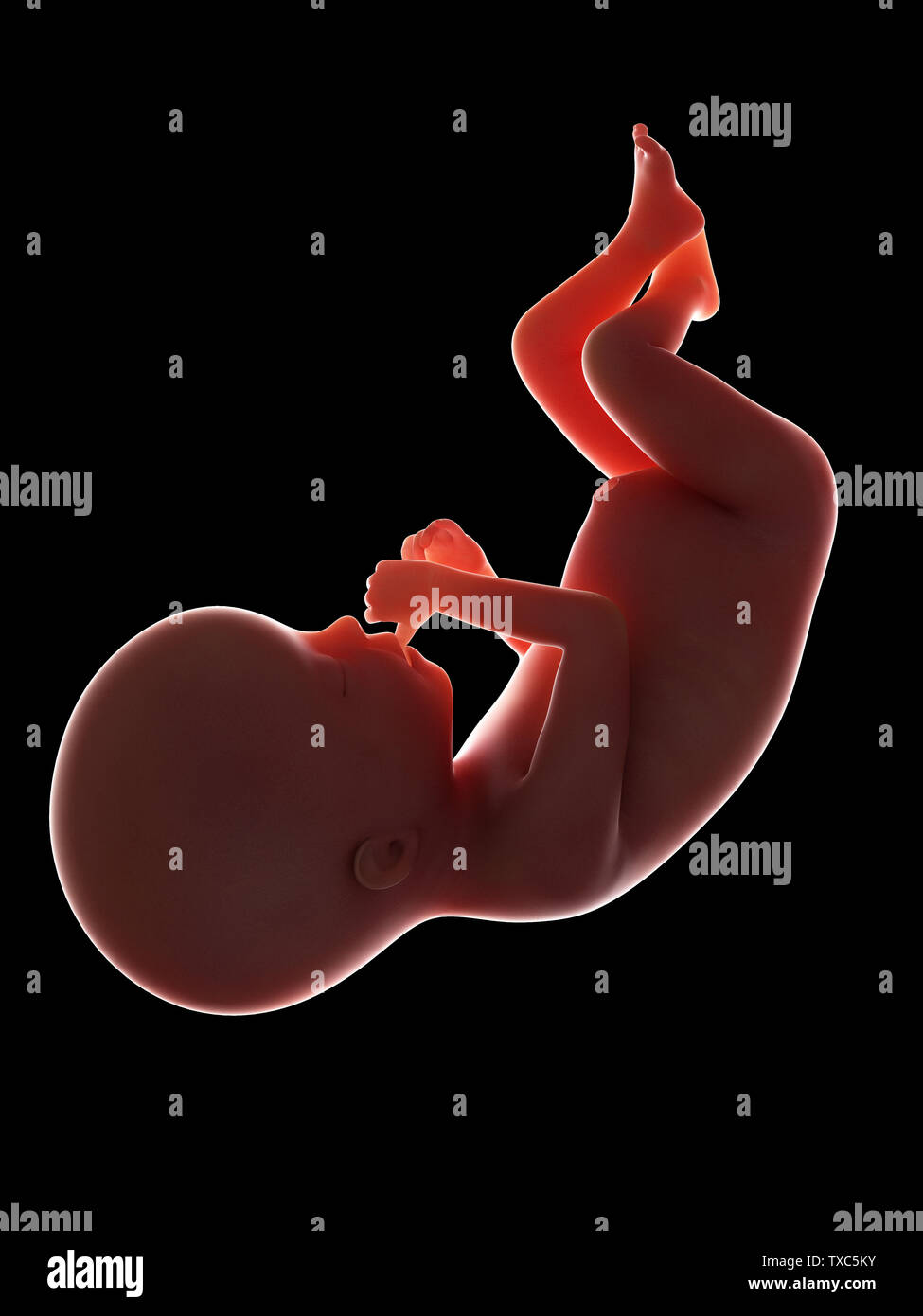 20 week fetus hi-res stock photography and images - Alamy