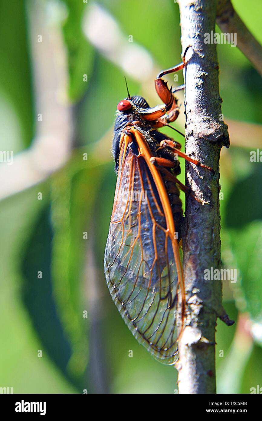 Brood viii cicadas hi-res stock photography and images - Alamy