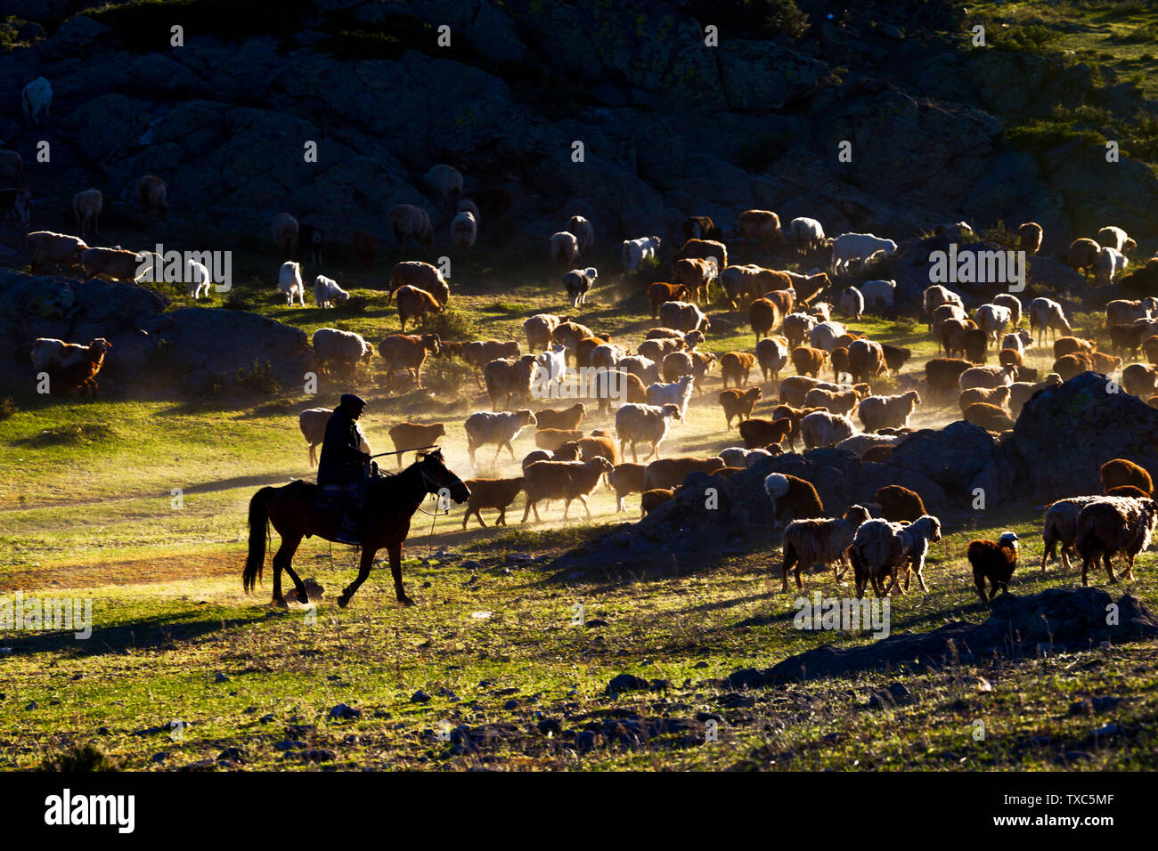 Xinjiang sheep and sheep villages hi-res stock photography and images ...