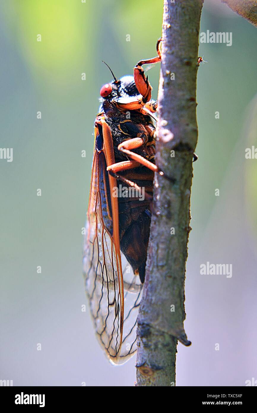 Brood viii cicadas hi-res stock photography and images - Alamy