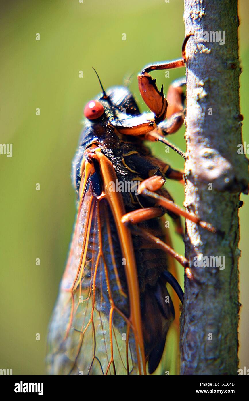 Cicada swarm hi-res stock photography and images - Alamy