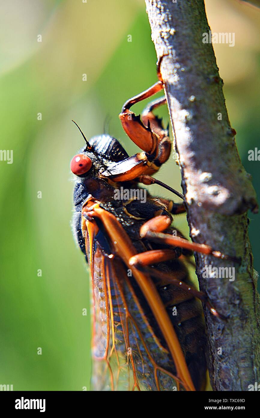 Cicada swarm hi-res stock photography and images - Alamy