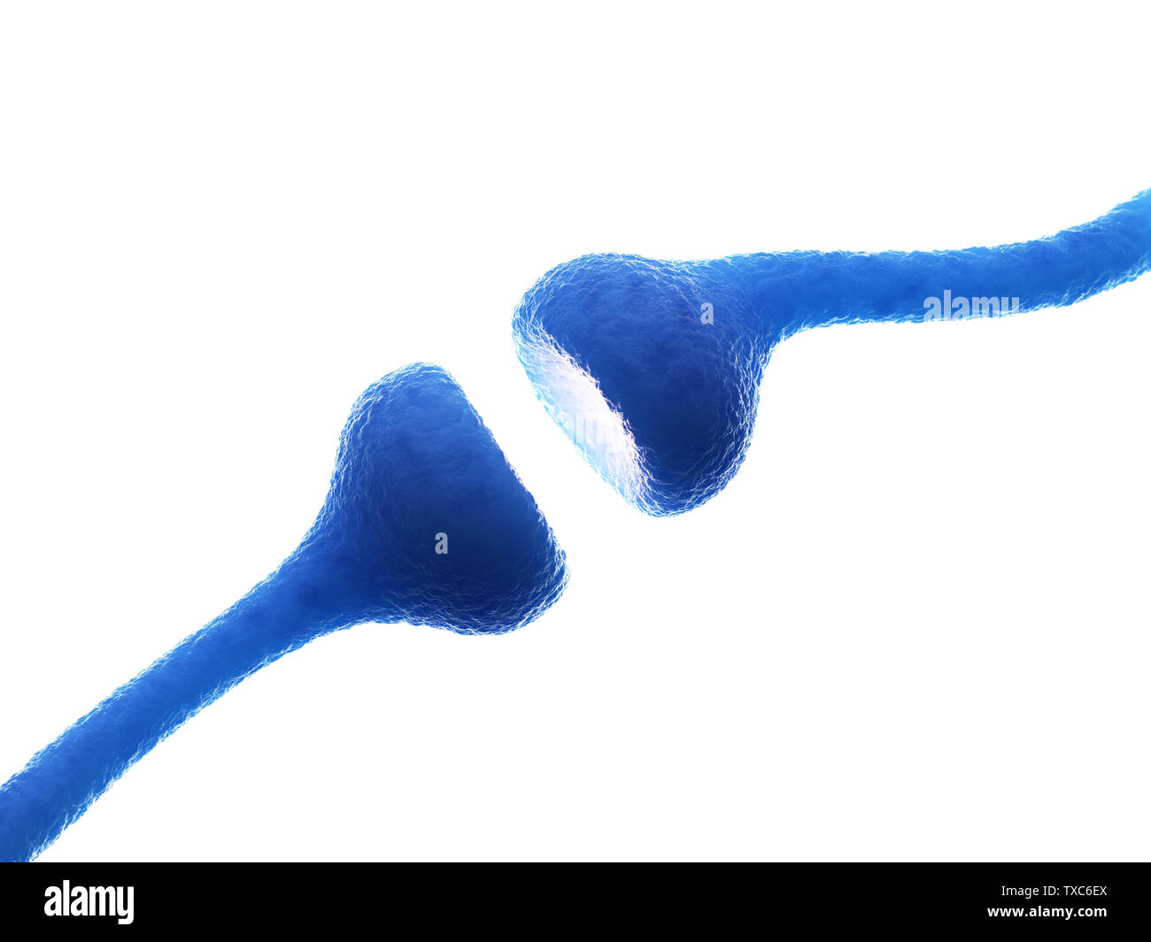 3d rendered medically accurate illustration of human receptors Stock ...