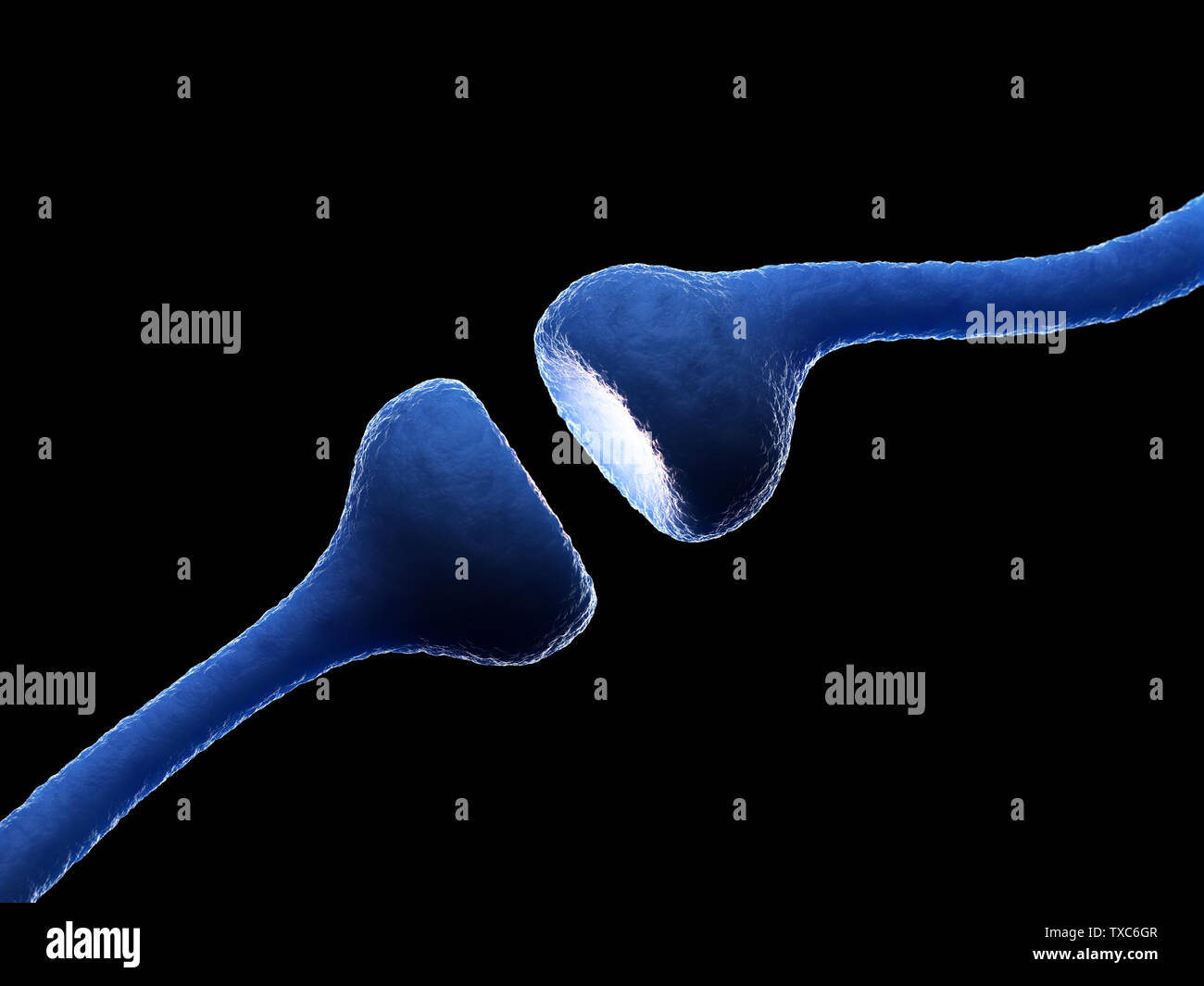 3d rendered medically accurate illustration of human receptors Stock ...