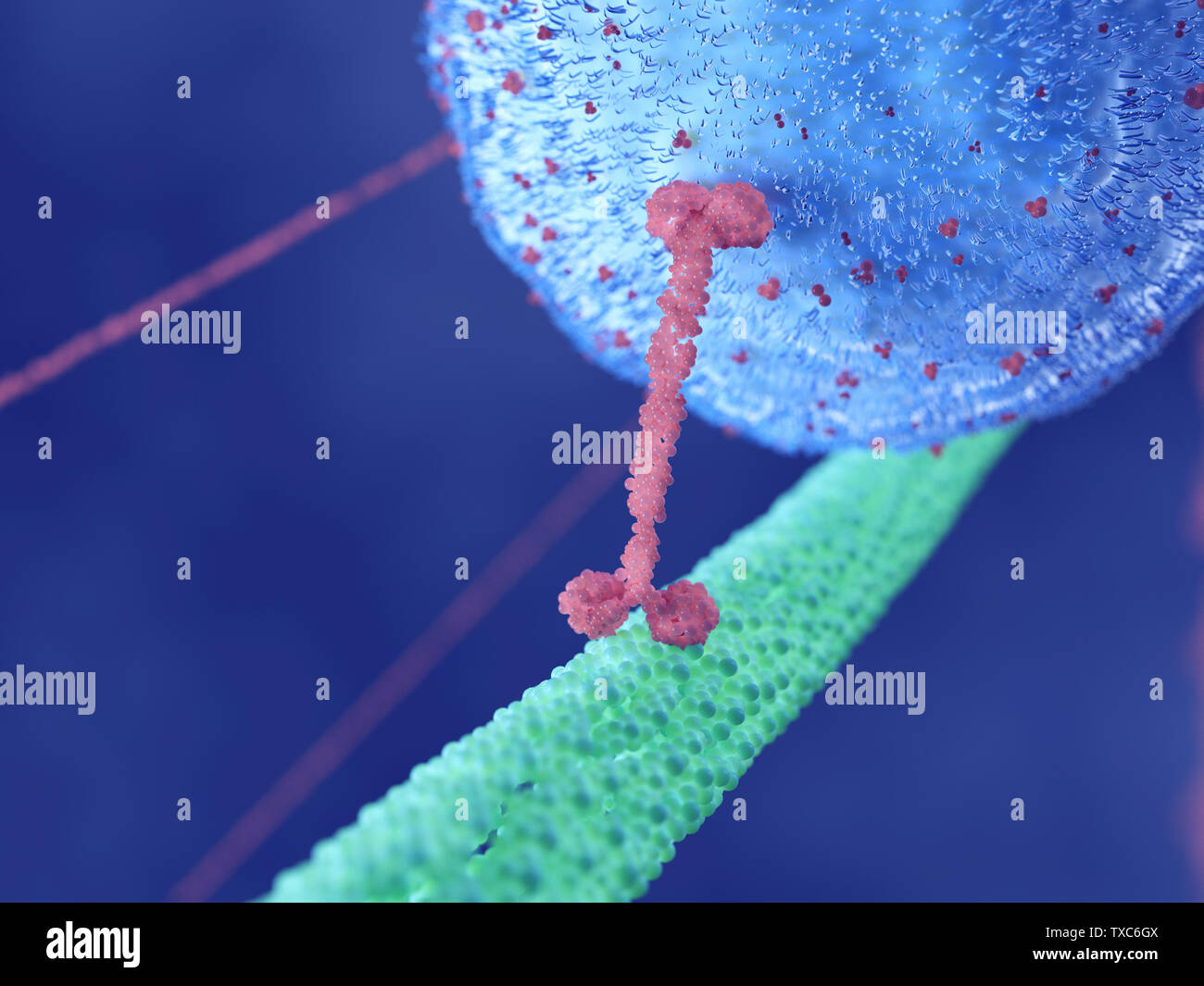3d rendered illustration of a motor protein Stock Photo - Alamy