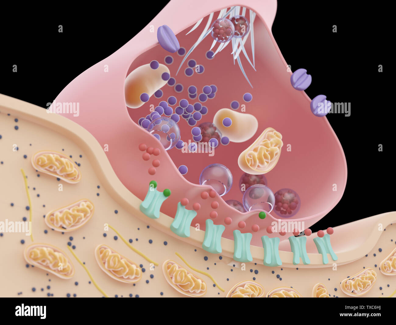 Synaptic Cleft 3d
