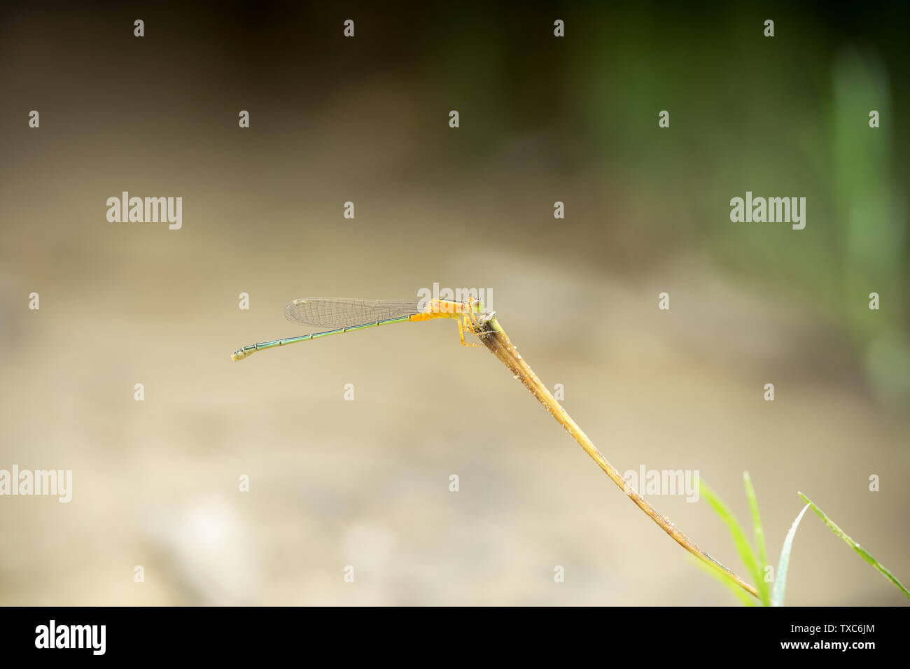 Insects no one has no crest vertebrates hi-res stock photography and ...