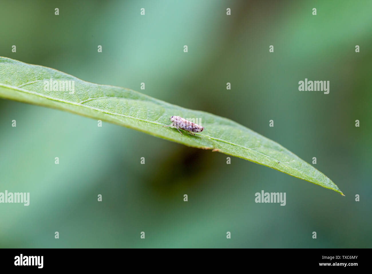 Zebra wax cicadas and flies dragonfly hi-res stock photography and ...