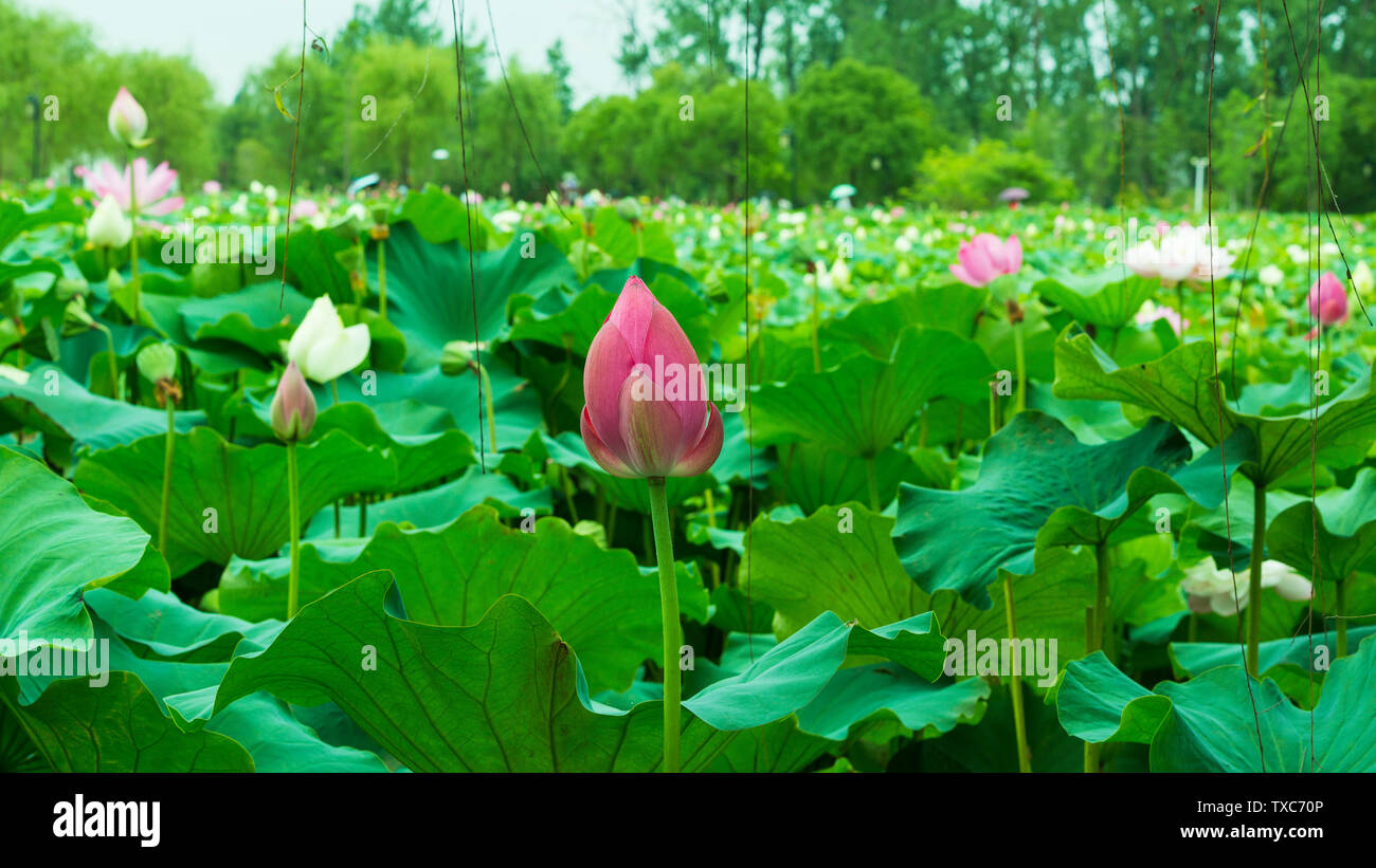 Lotus rhyme hi-res stock photography and images - Alamy