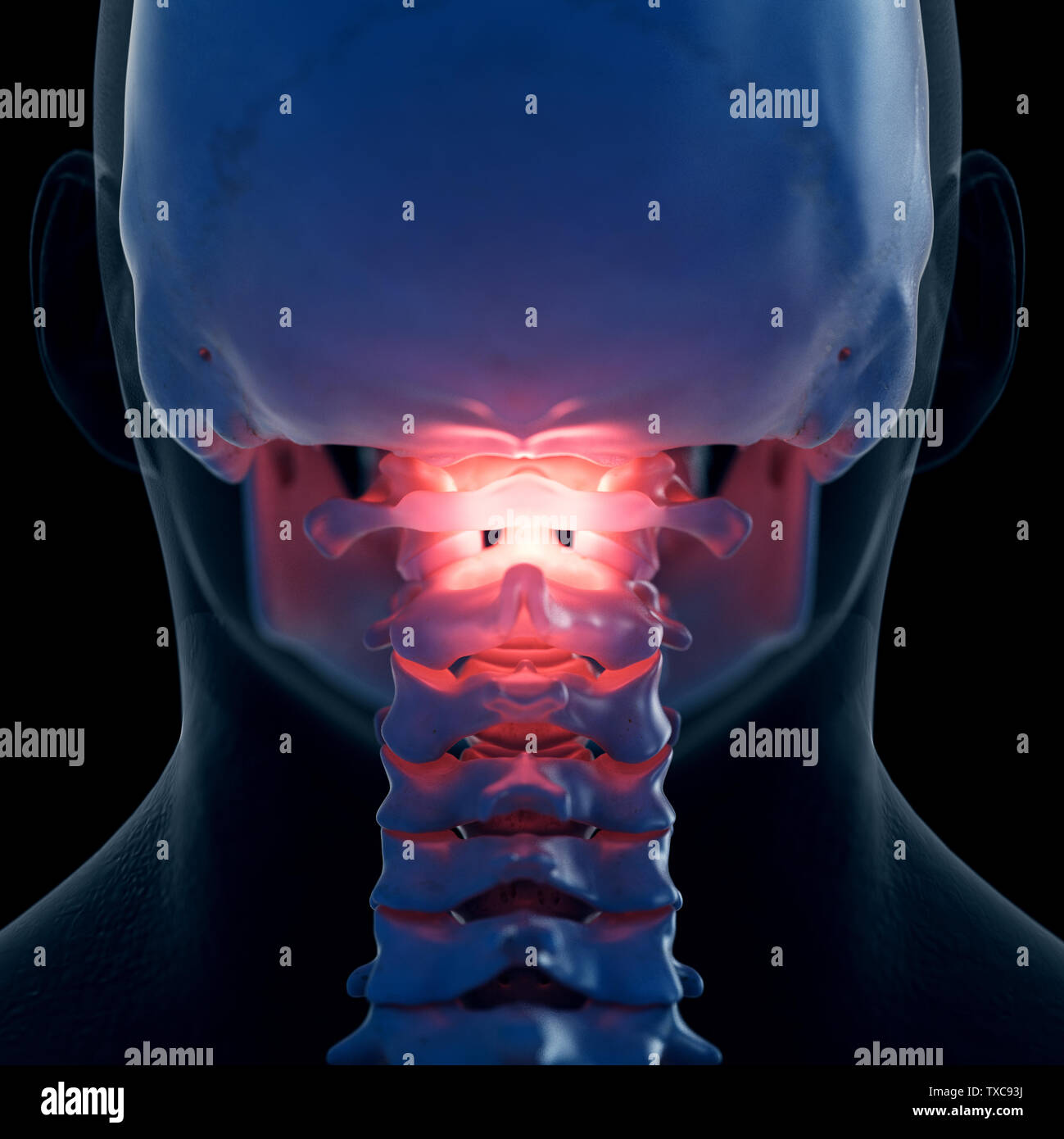 Atlas vertebra and human hi-res stock photography and images - Alamy