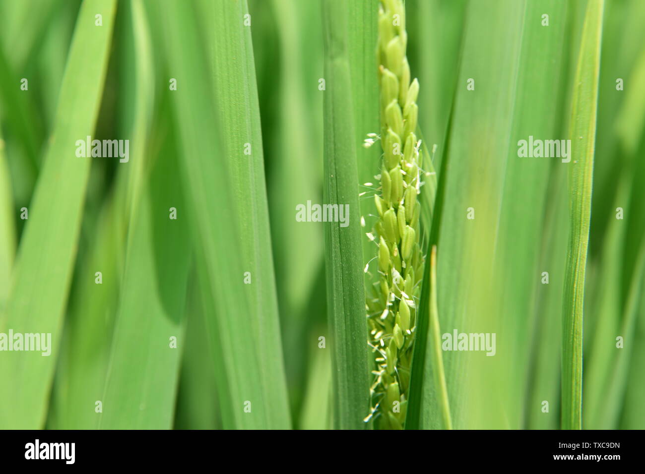 Rice spike paddy field, rice Stock Photo - Alamy