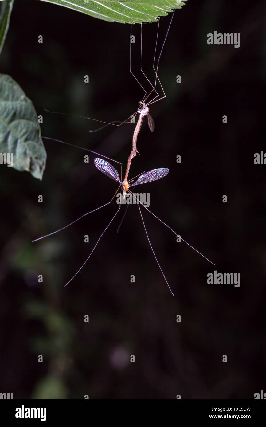 Mating big mosquitoes Stock Photo - Alamy