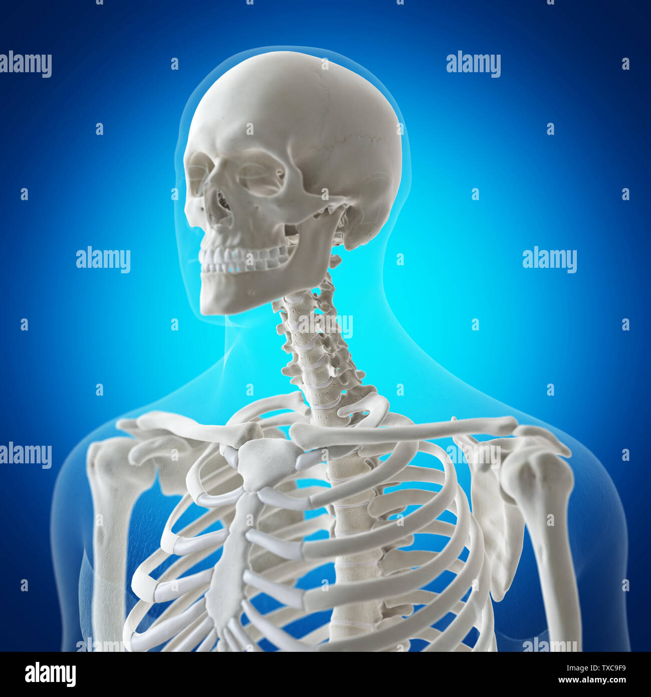3d rendered medically accurate illustration of the skeletal neck Stock ...