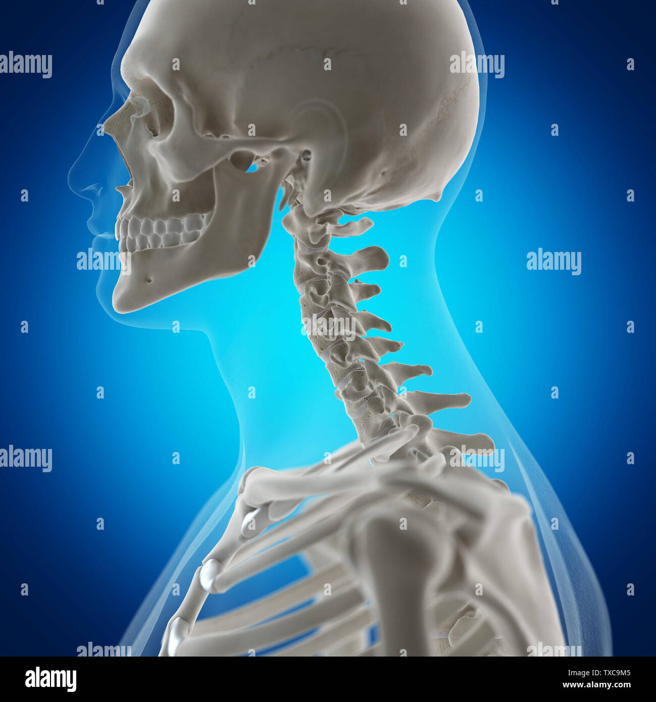 3d rendered medically accurate illustration of the skeletal neck Stock ...