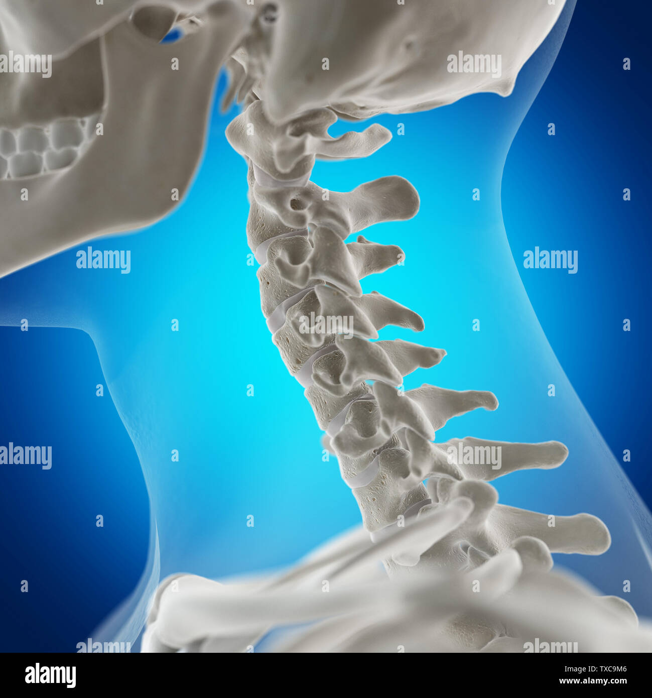 3d rendered medically accurate illustration of the skeletal neck Stock ...
