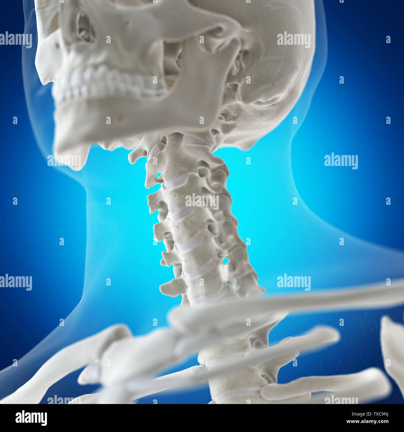 3d rendered medically accurate illustration of the skeletal neck Stock ...