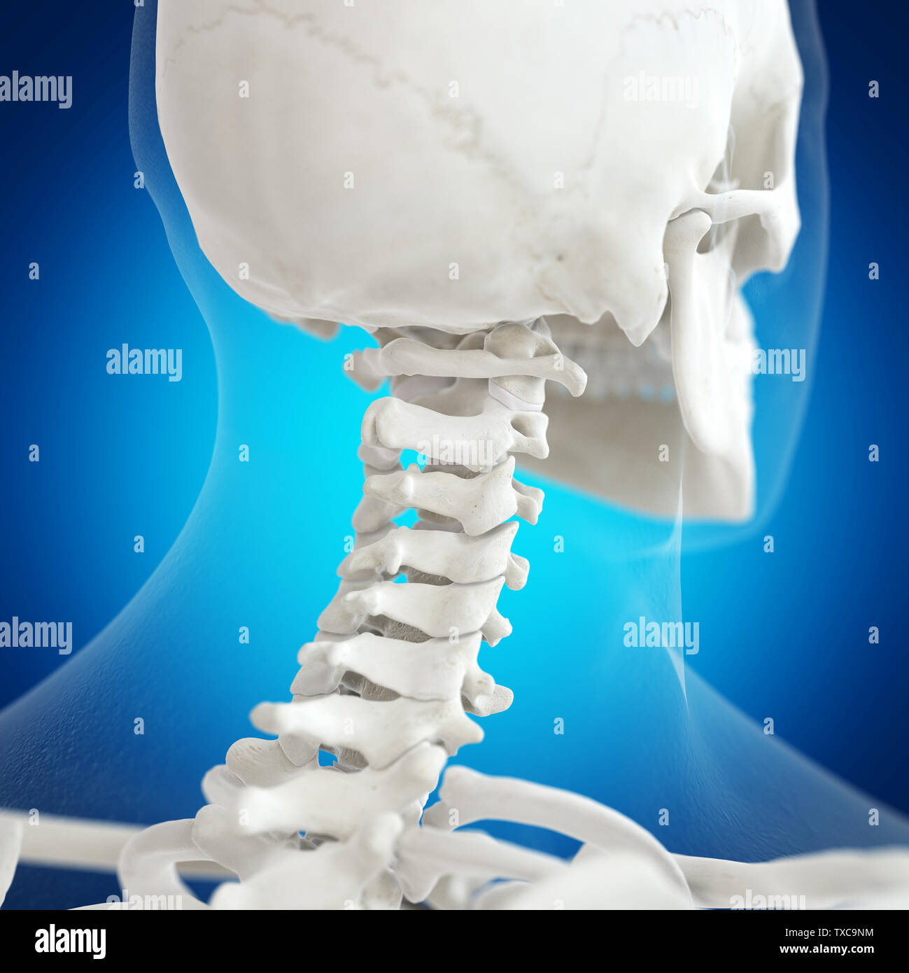 Atlas vertebra 3d hi-res stock photography and images - Alamy