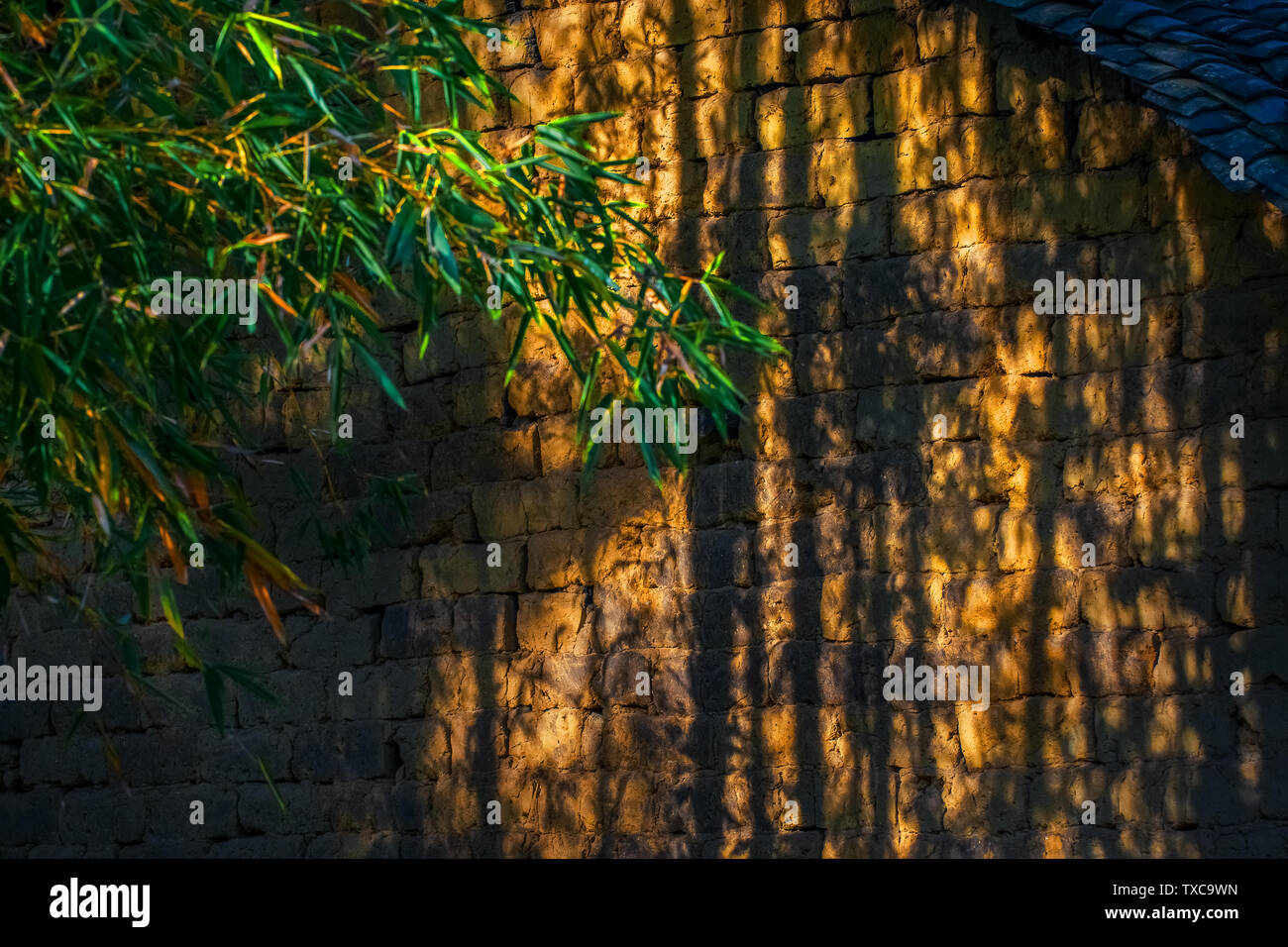 Bamboo forest in light Stock Photo - Alamy