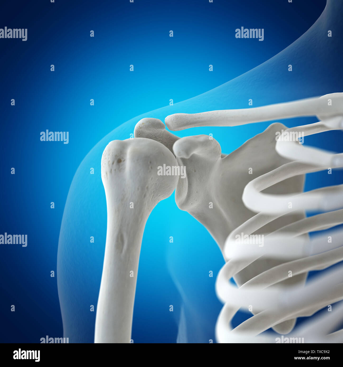 3d rendered medically accurate illustration of the skeletal shoulder ...