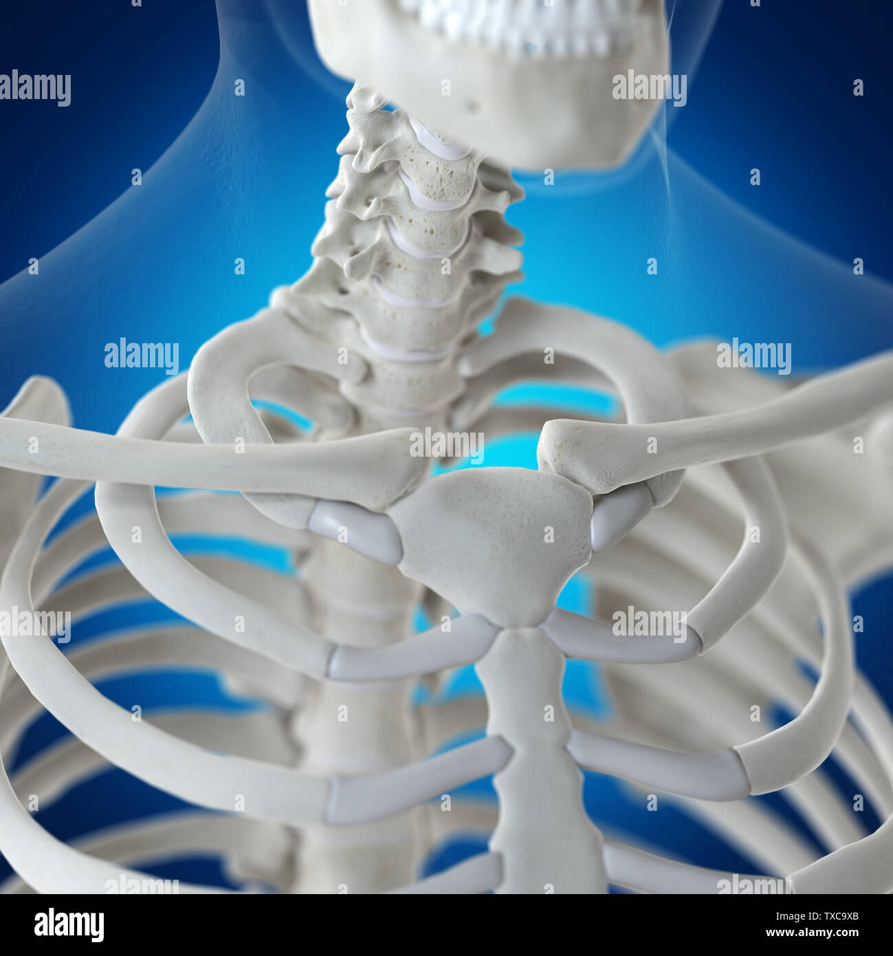 Clavicle hi-res stock photography and images - Alamy