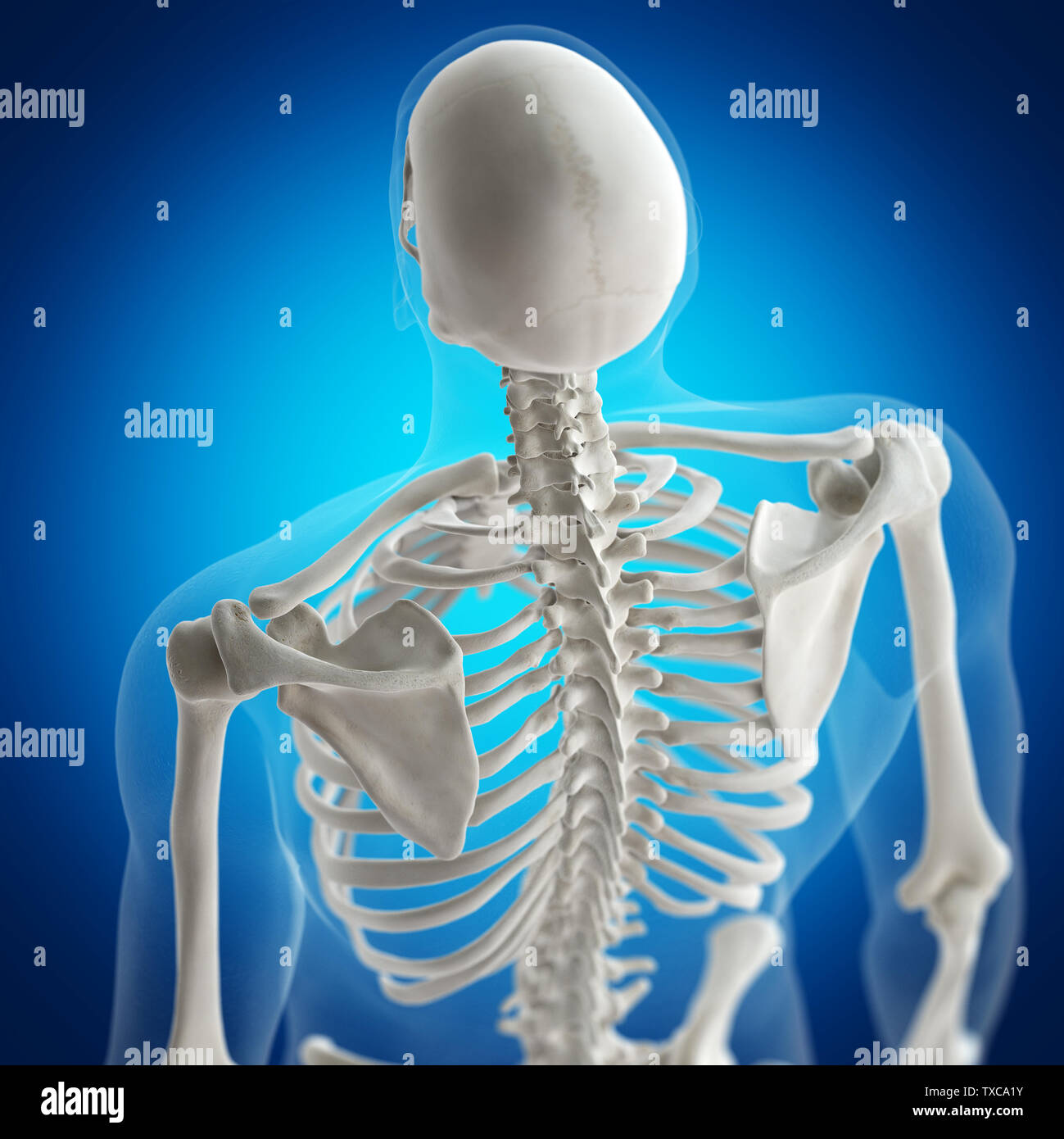 3d rendered medically accurate illustration of the skeletal back Stock ...