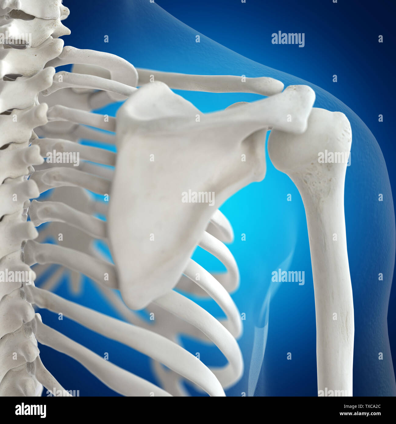 3d rendered medically accurate illustration of the skeletal shoulder ...