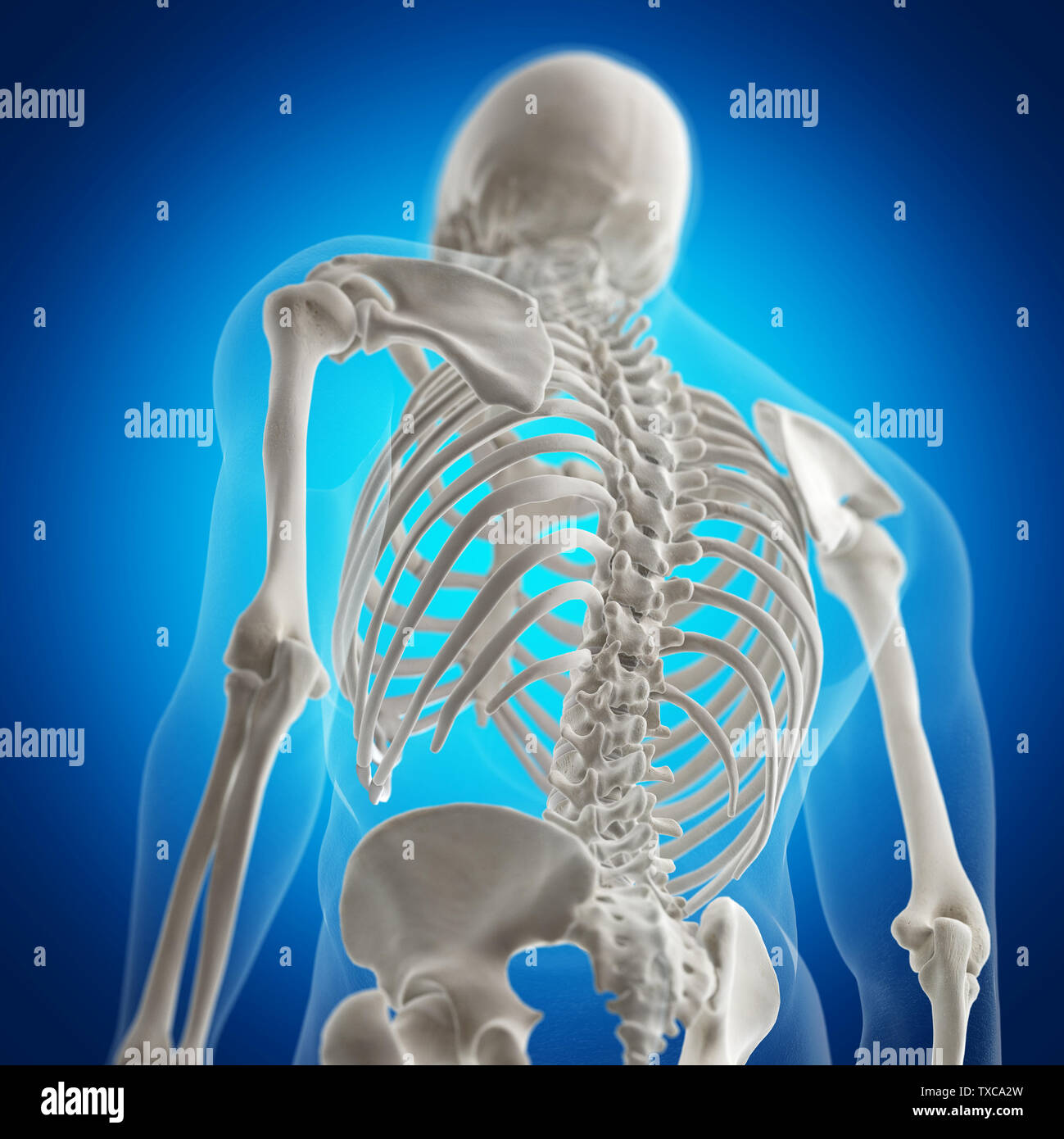 3d rendered medically accurate illustration of the skeletal back Stock ...