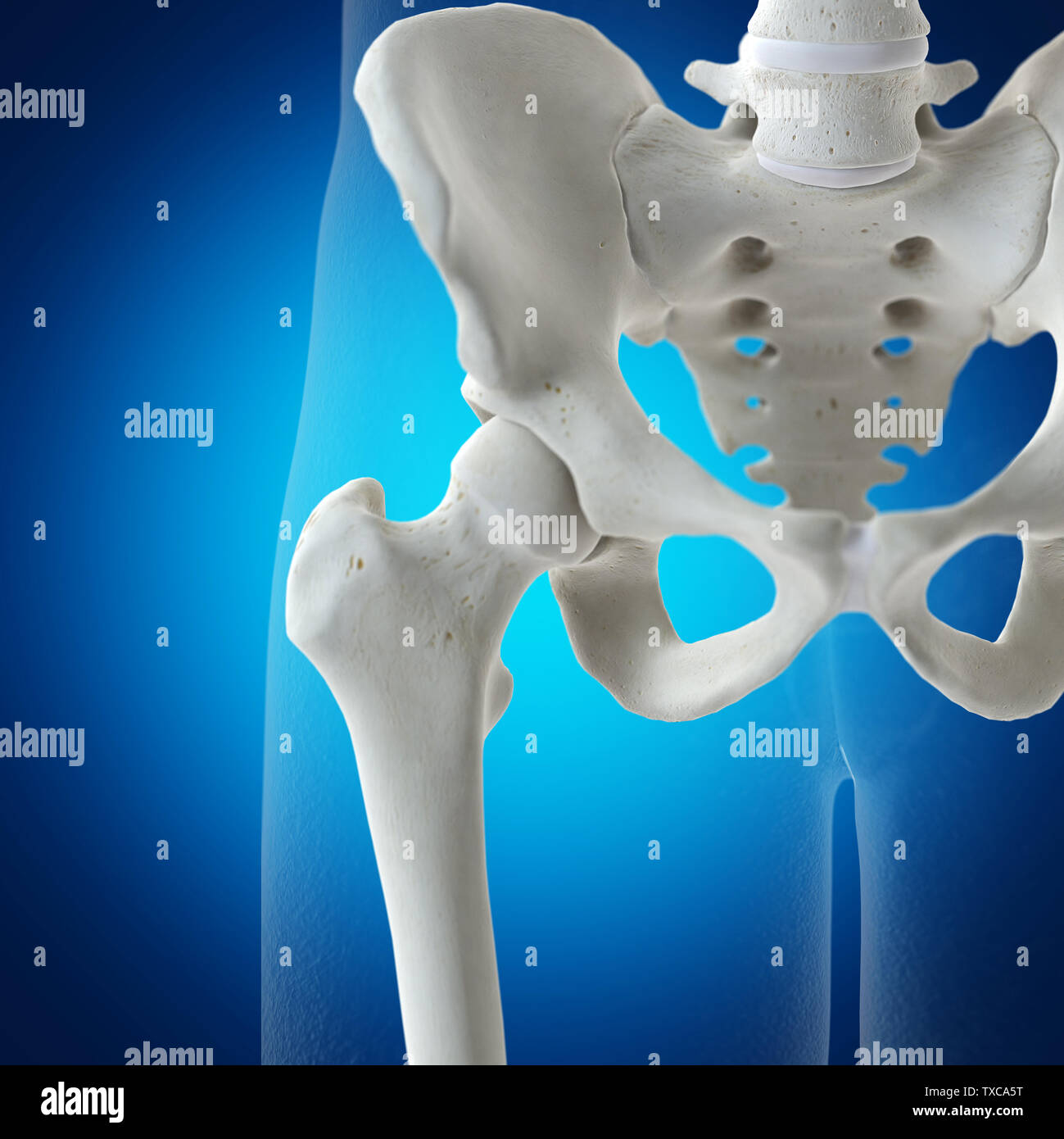3d rendered medically accurate illustration of the hip joint Stock ...