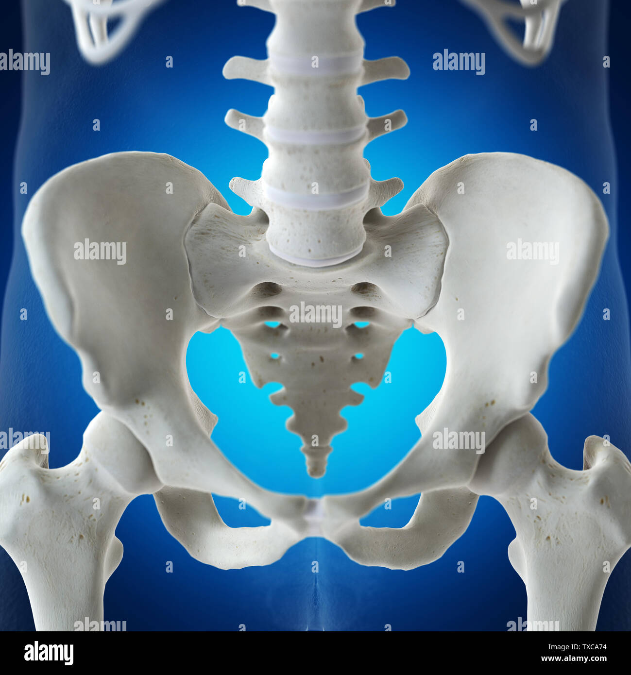 3d rendered medically accurate illustration of the sacrum Stock Photo ...