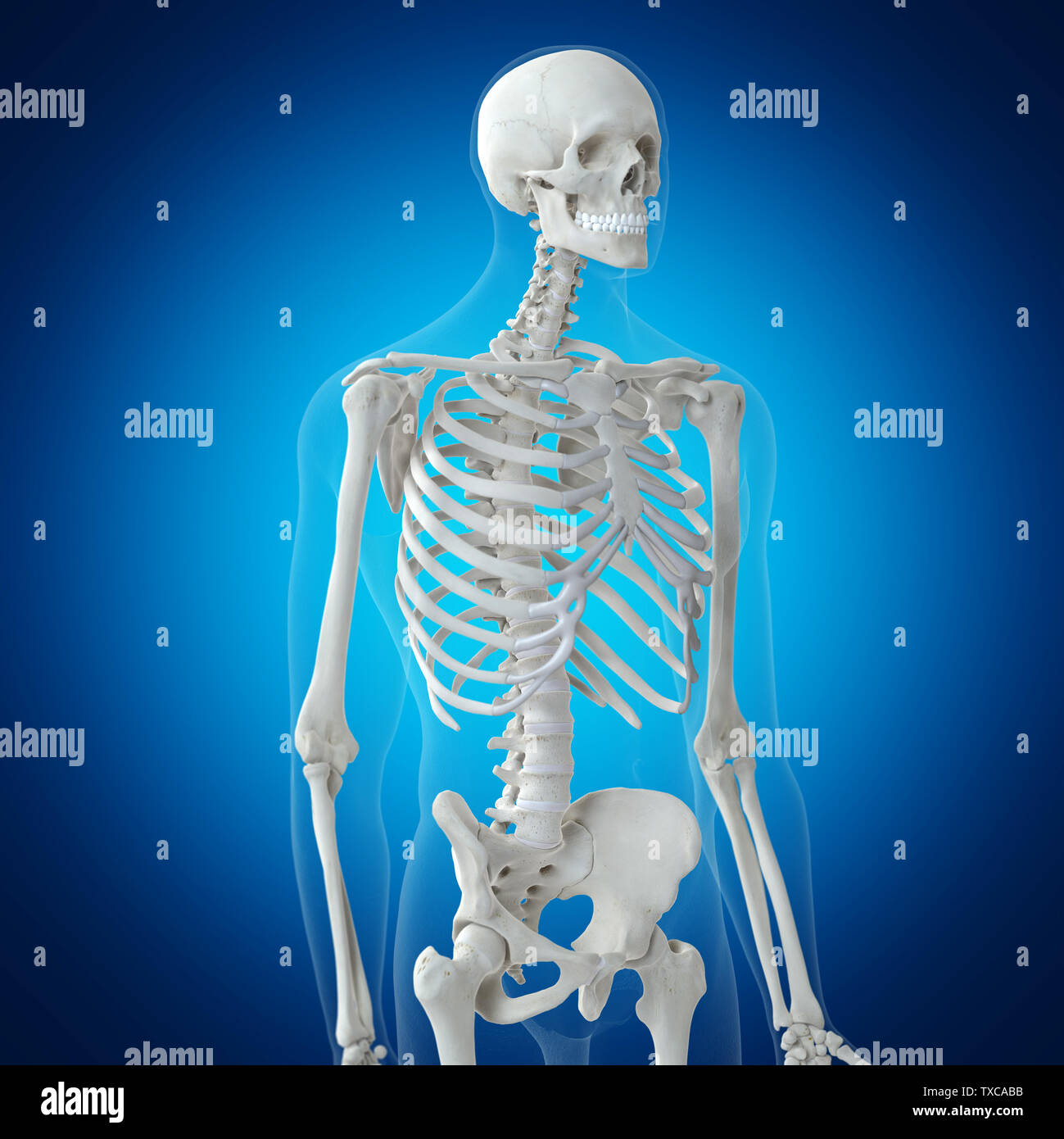 3d rendered medically accurate illustration of the skeletal upper body ...
