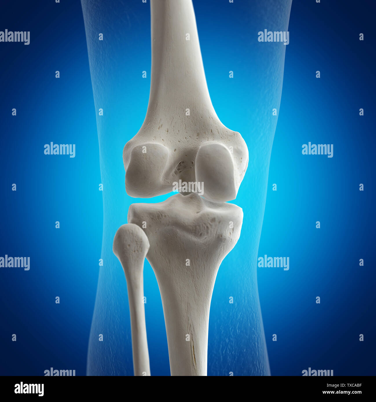3d rendered medically accurate illustration of the skeletal knee Stock ...