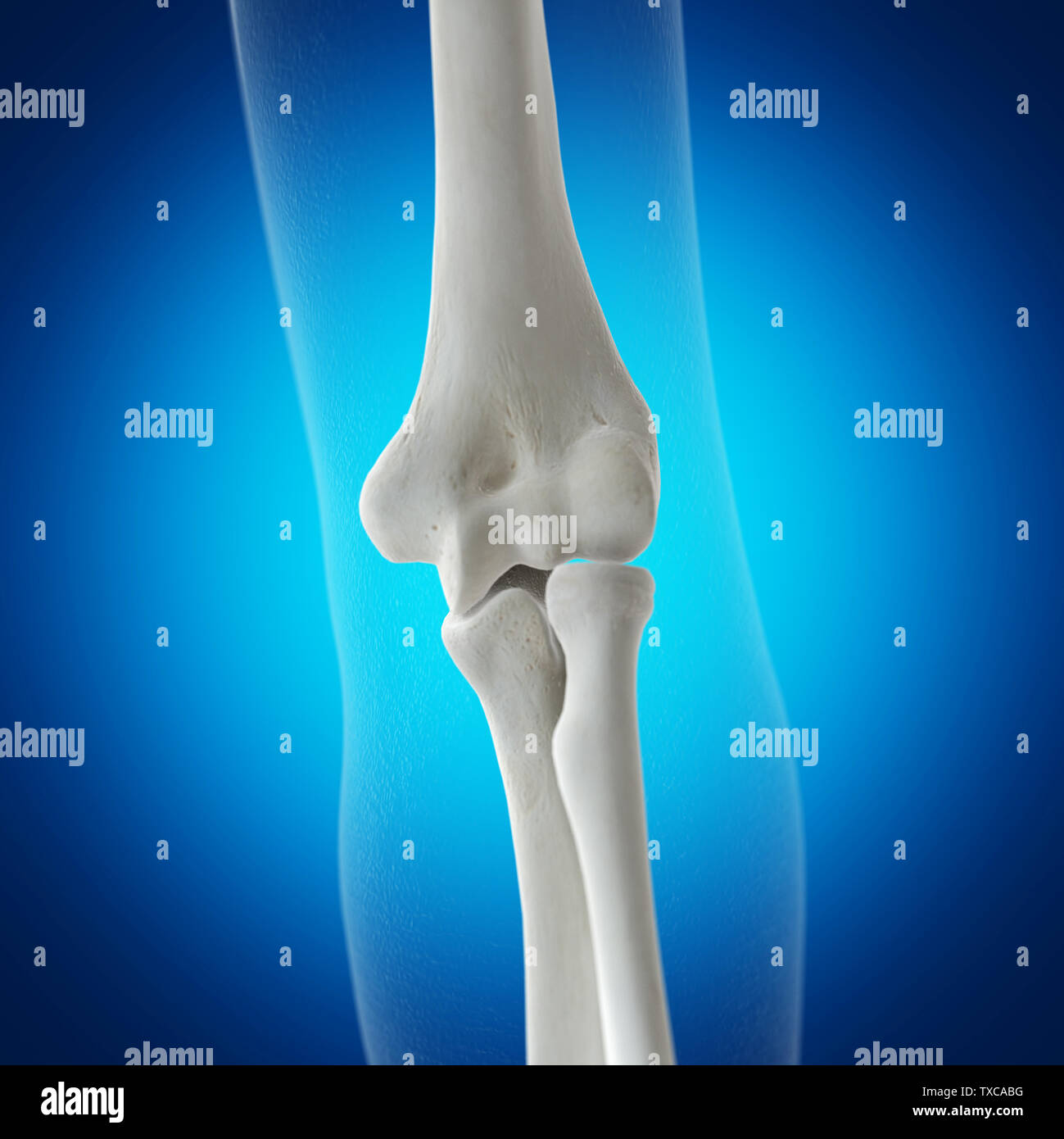 3d rendered medically accurate illustration of the skeletal elbow Stock ...