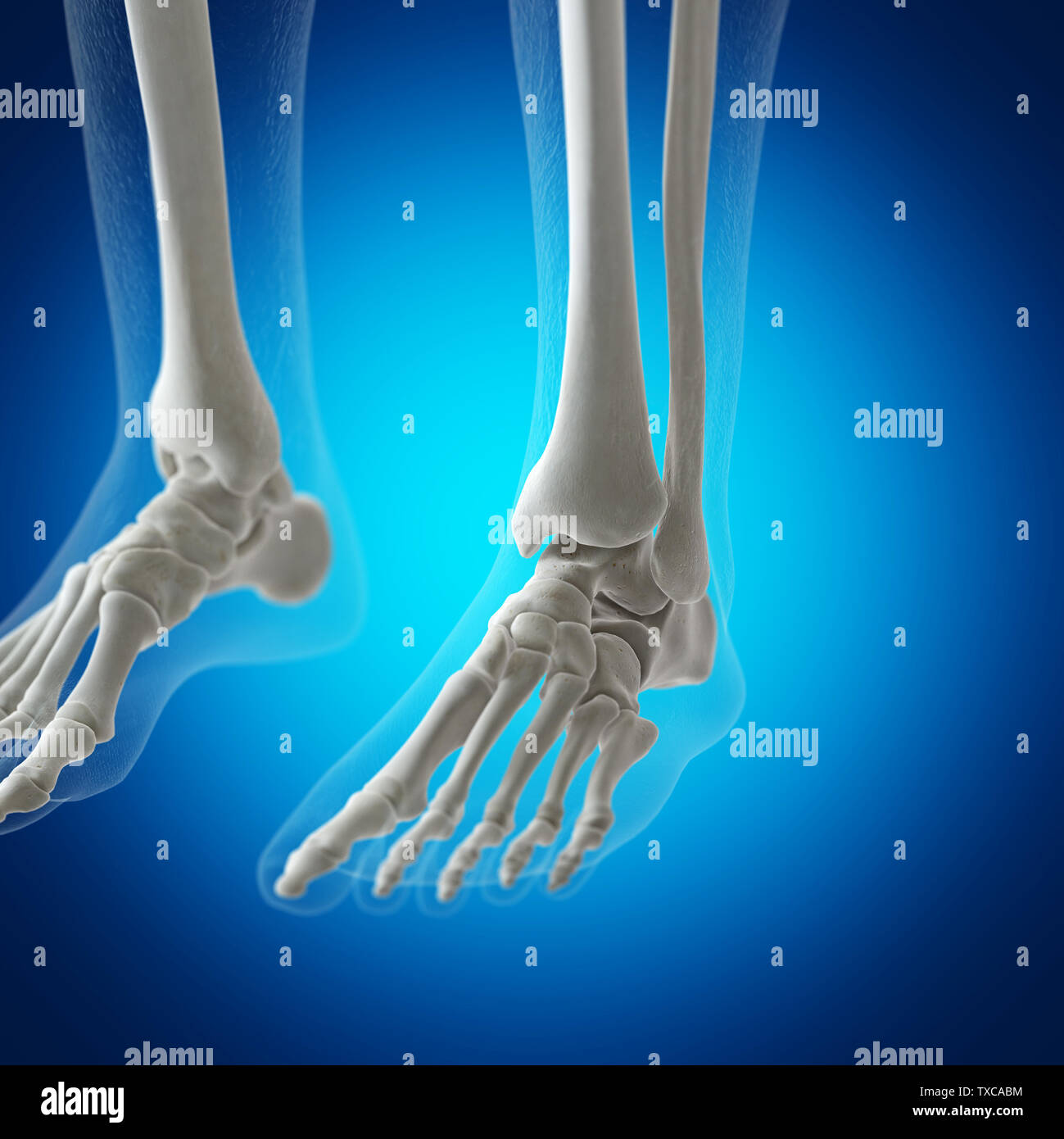 3d rendered medically accurate illustration of the skeletal foot Stock ...