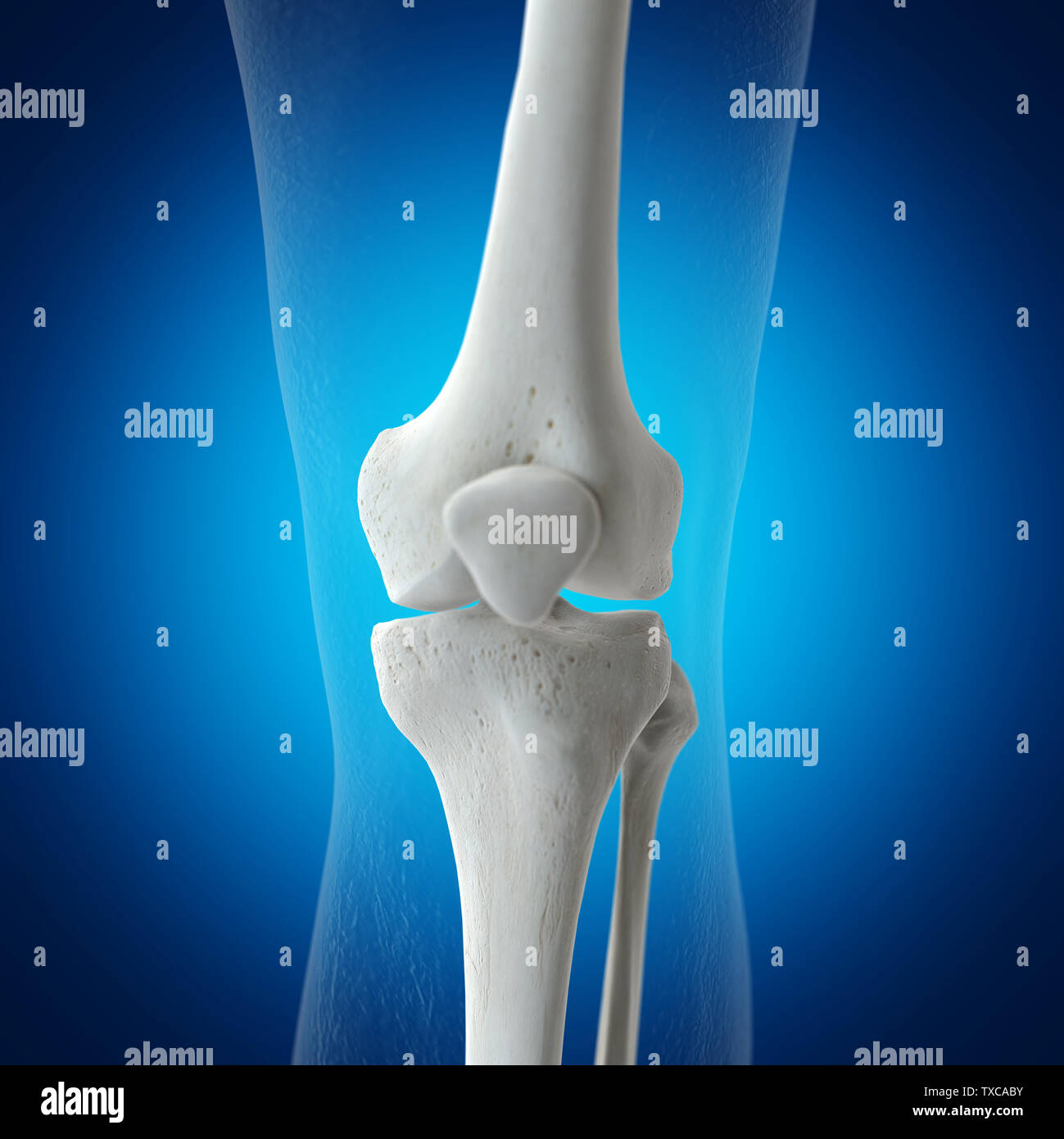 3d rendered medically accurate illustration of the skeletal knee Stock ...