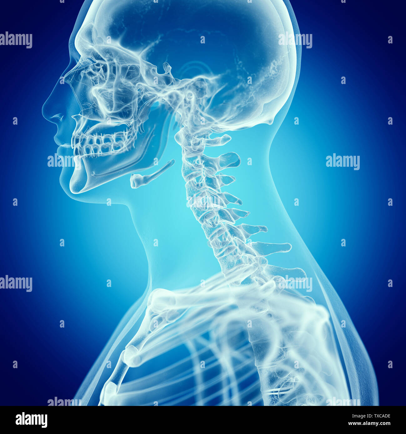 3d rendered medically accurate illustration of the upper spine Stock ...