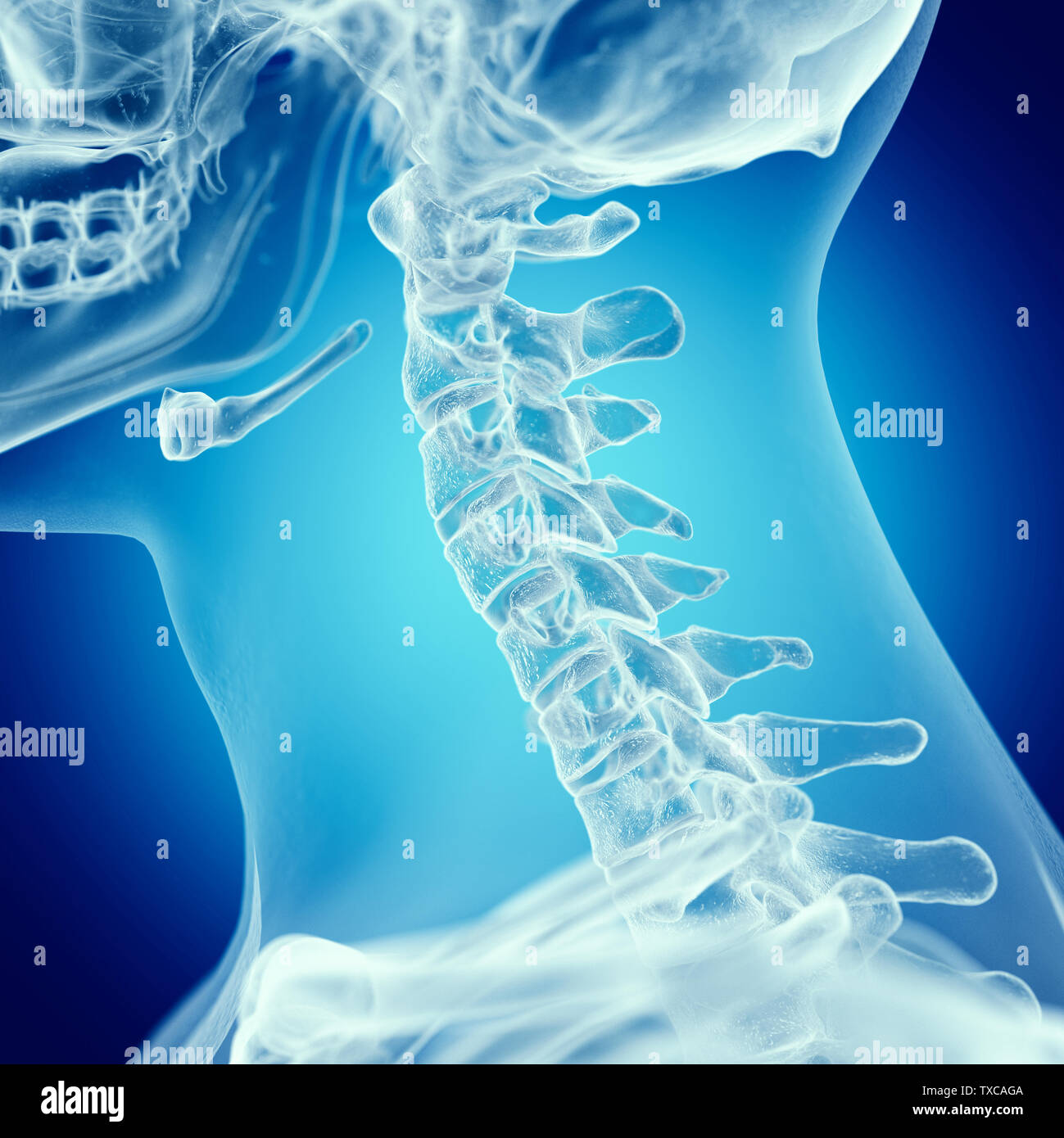 3d rendered medically accurate illustration of the upper spine Stock ...