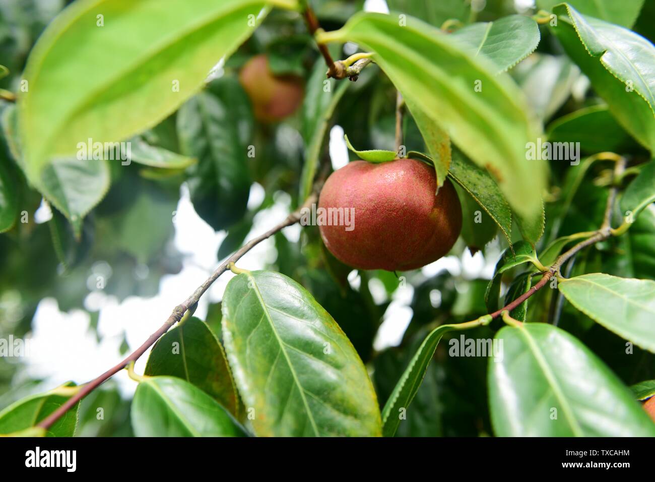 Oil tea, tea fruit Stock Photo - Alamy