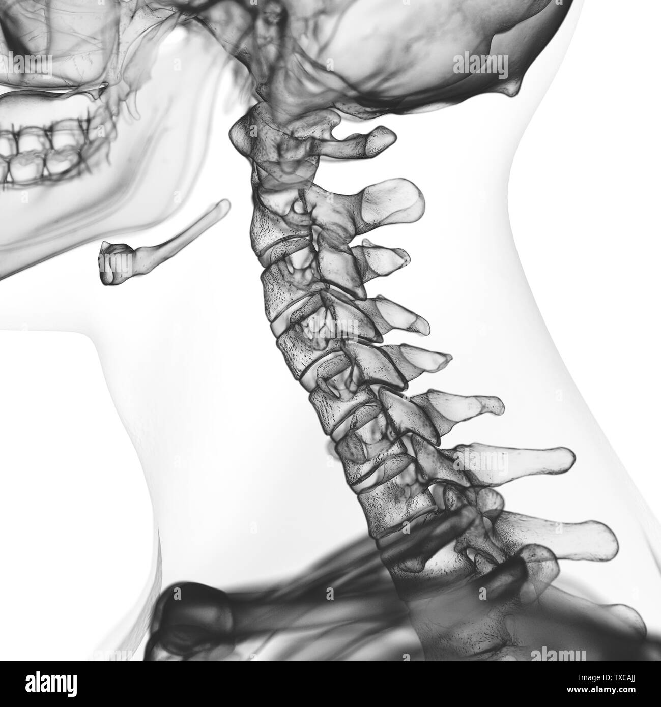 Cervical Vertebrae Black and White Stock Photos & Images - Alamy