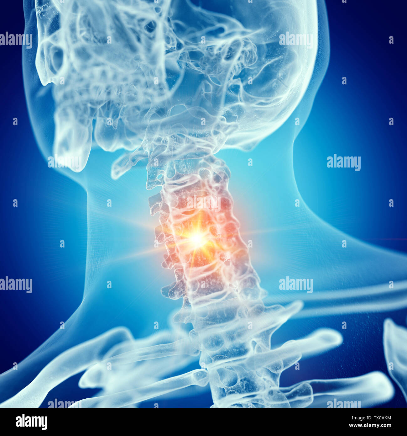 3d rendered medically accurate illustration of the cervical spine Stock ...