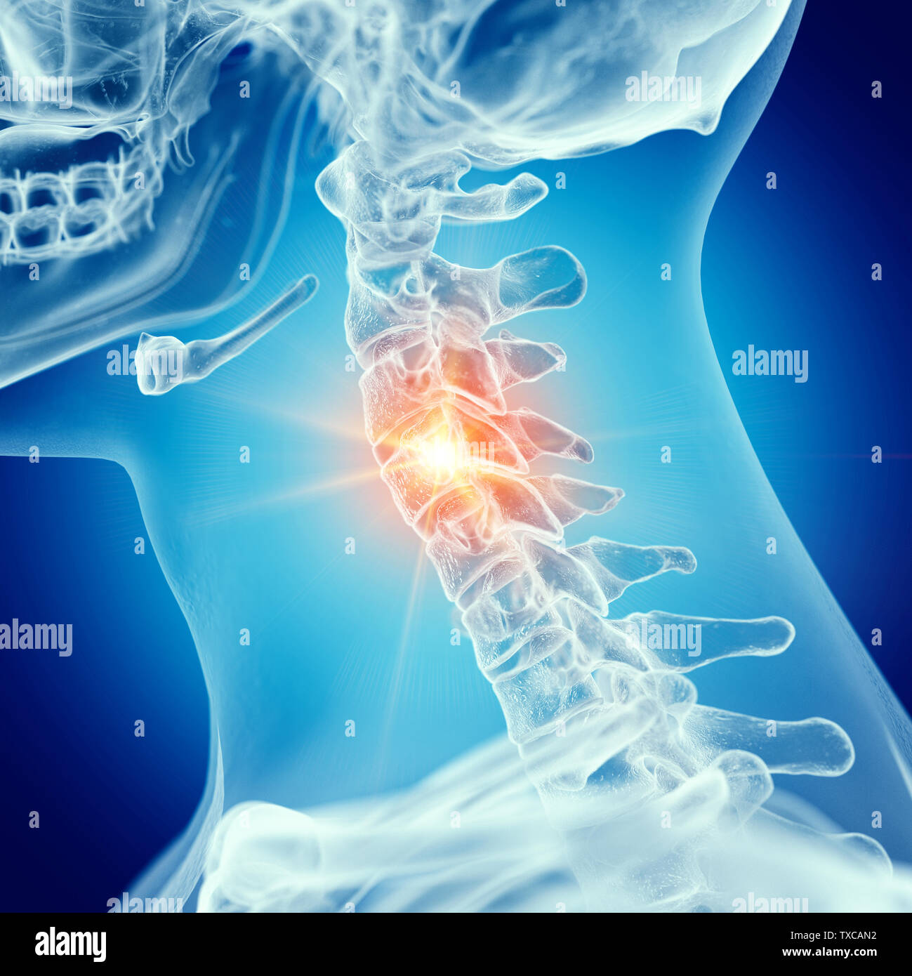 3d rendered medically accurate illustration of the cervical spine Stock ...