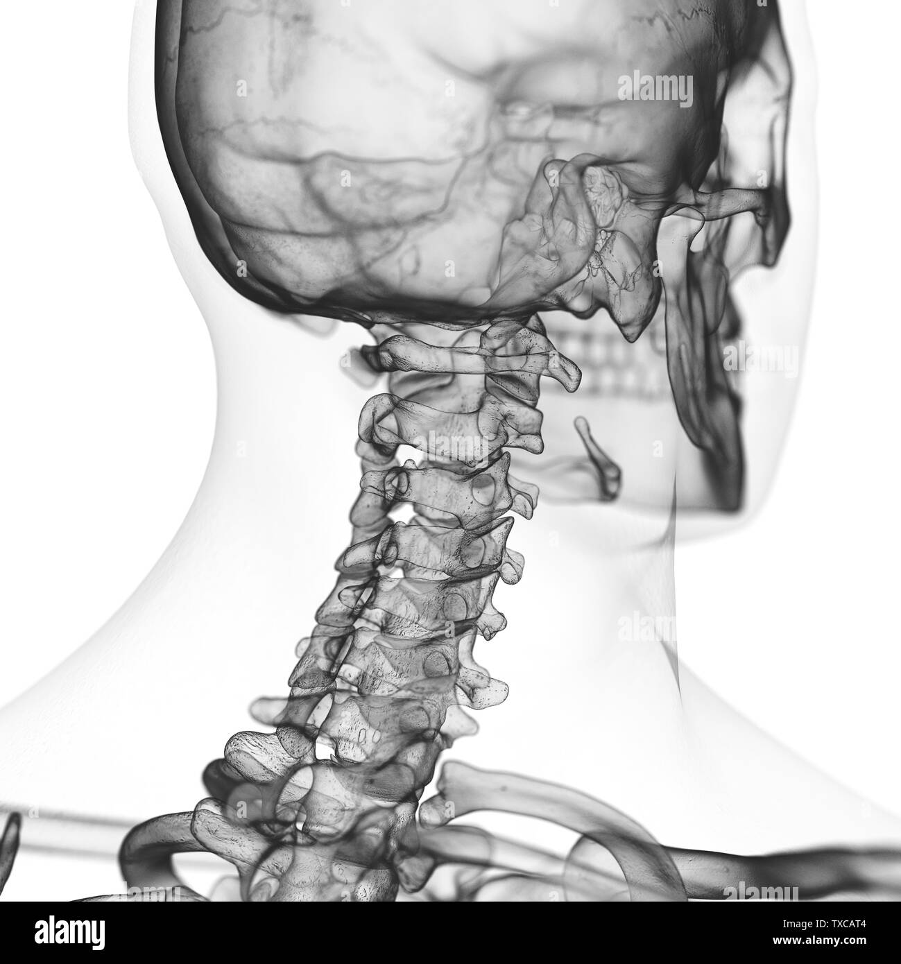 3d rendered medically accurate illustration of the cervical spine Stock ...