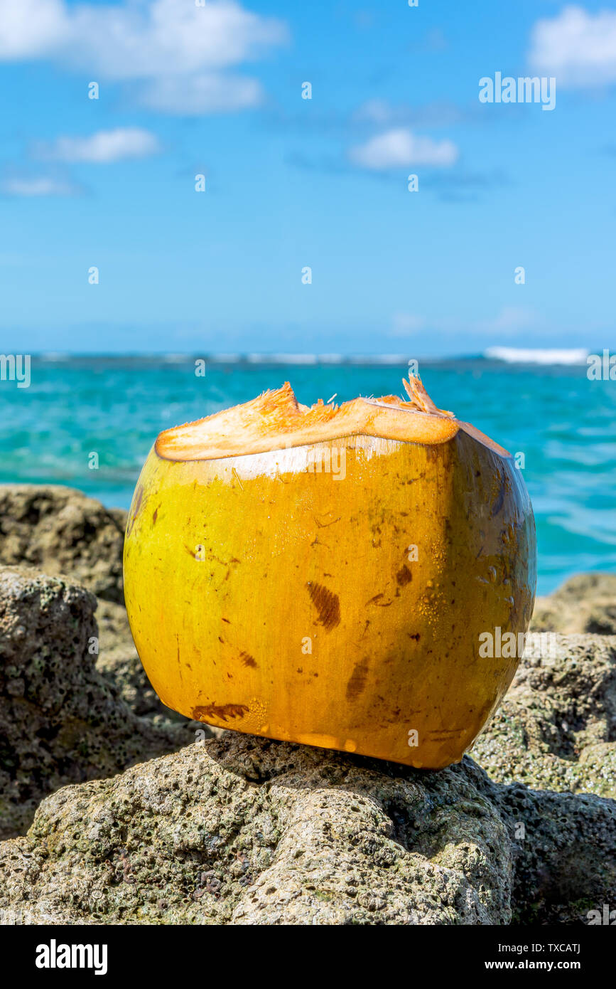 Beautiful coconut at the Coral rocks near the sea in a blue sky day at ...